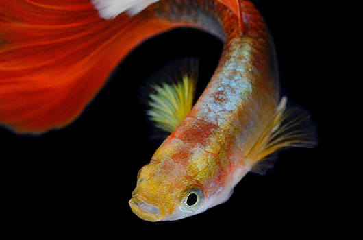 Poissons / animaux-cie.com